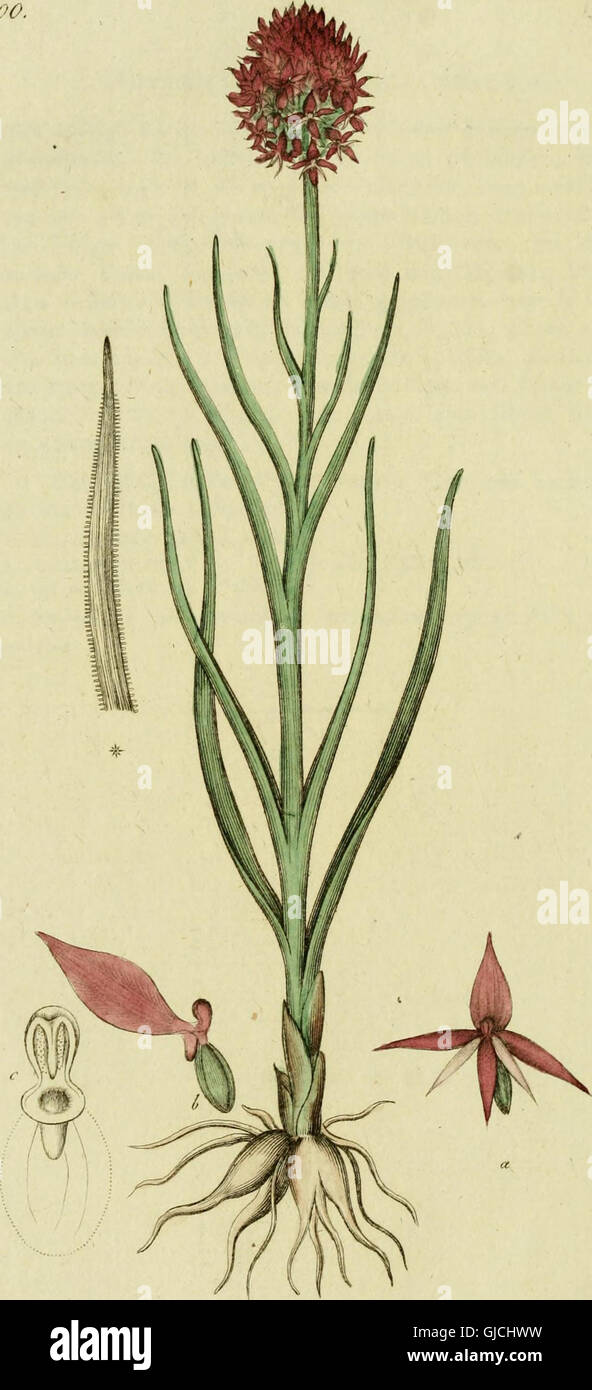 This 1812 work, 'Svensk botanik', is a Swedish botanical text that ...