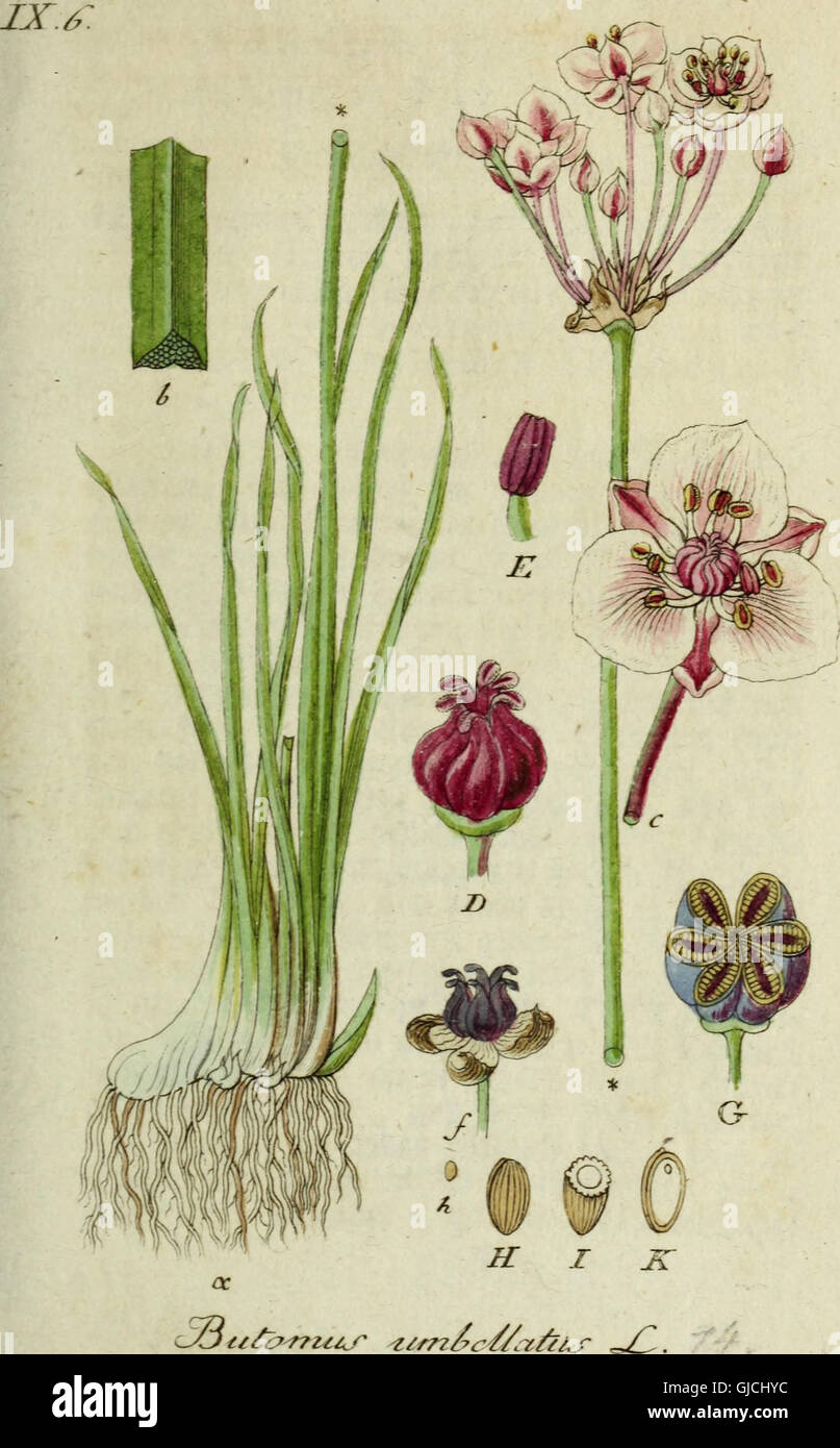 A German botanical work from 1806, showcasing the flora of Germany with ...