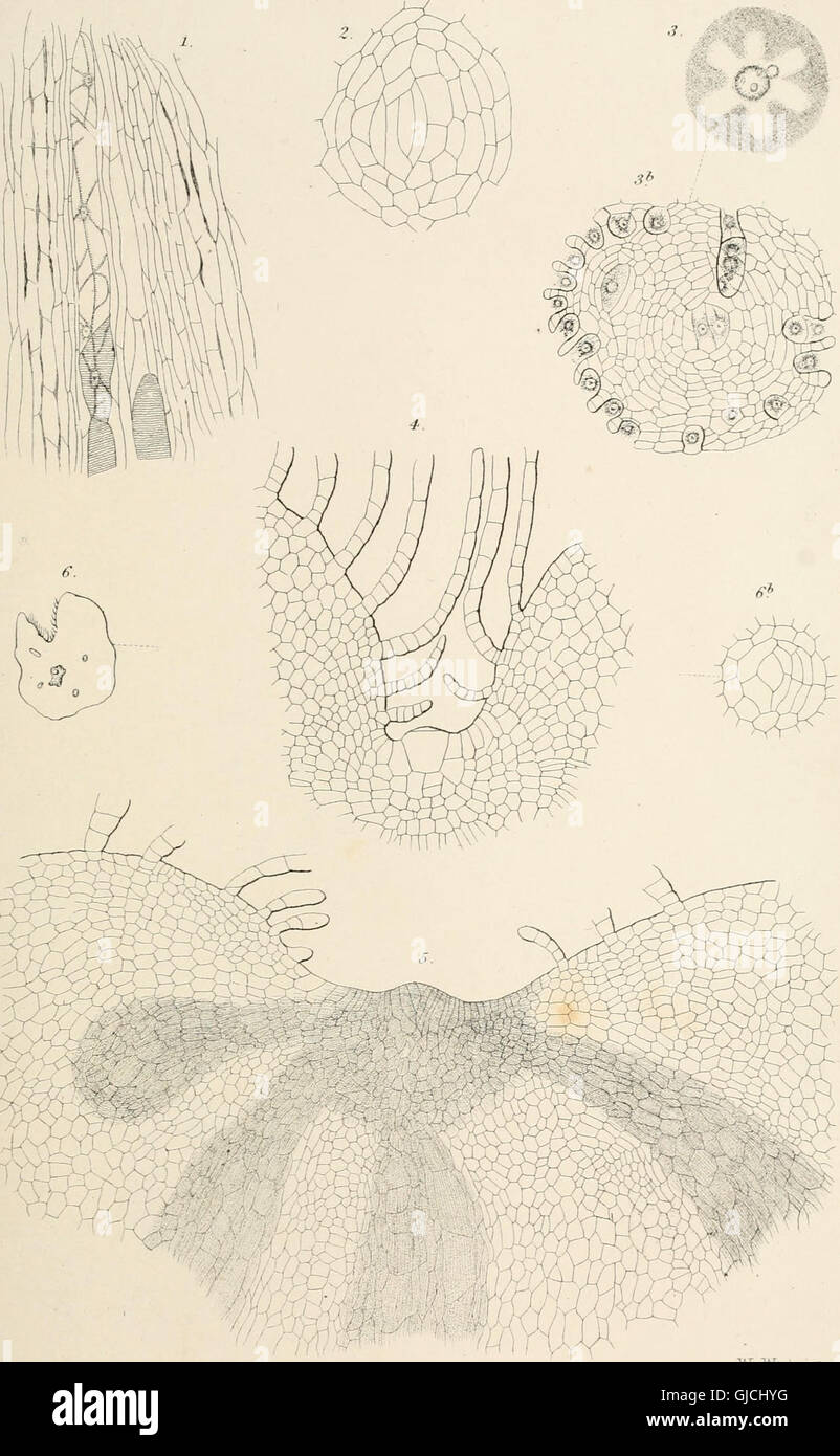 This work examines the germination, growth, and reproduction of higher ...