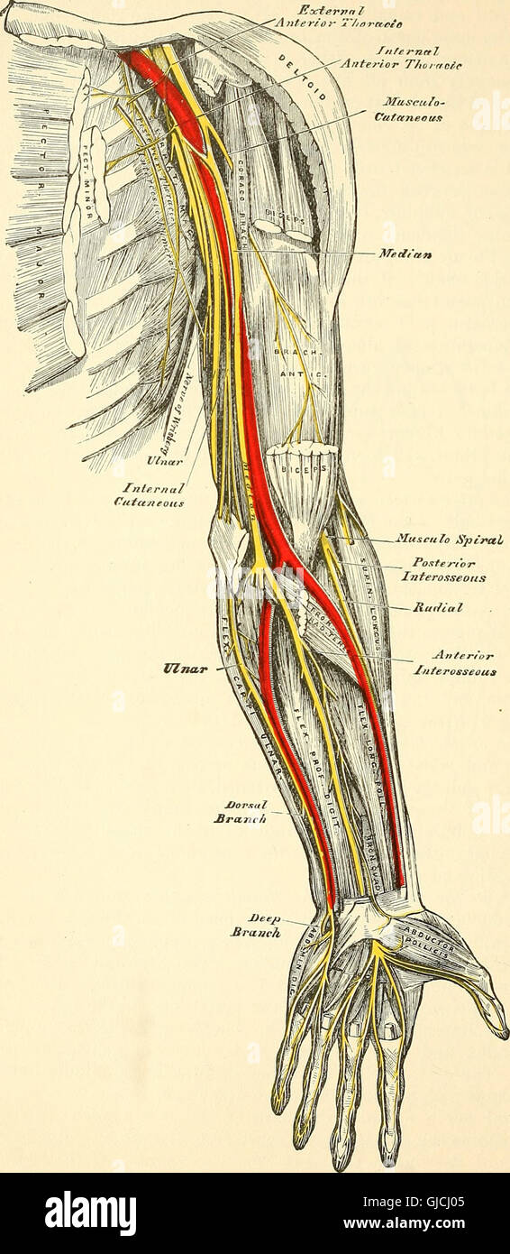 Anatomy, descriptive and surgical (1887 Stock Photo - Alamy