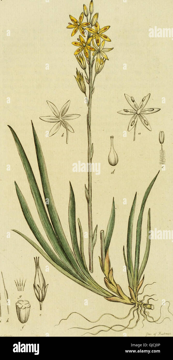 *Svensk Botanik* (1812) is a botanical text focused on the flora of ...