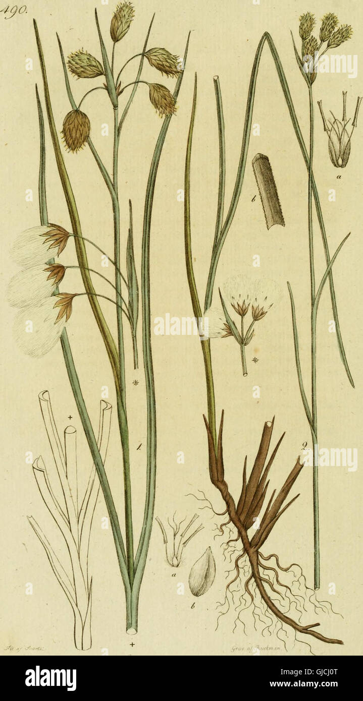 *Svensk Botanik* (1812) is a Swedish botanical work that catalogs ...