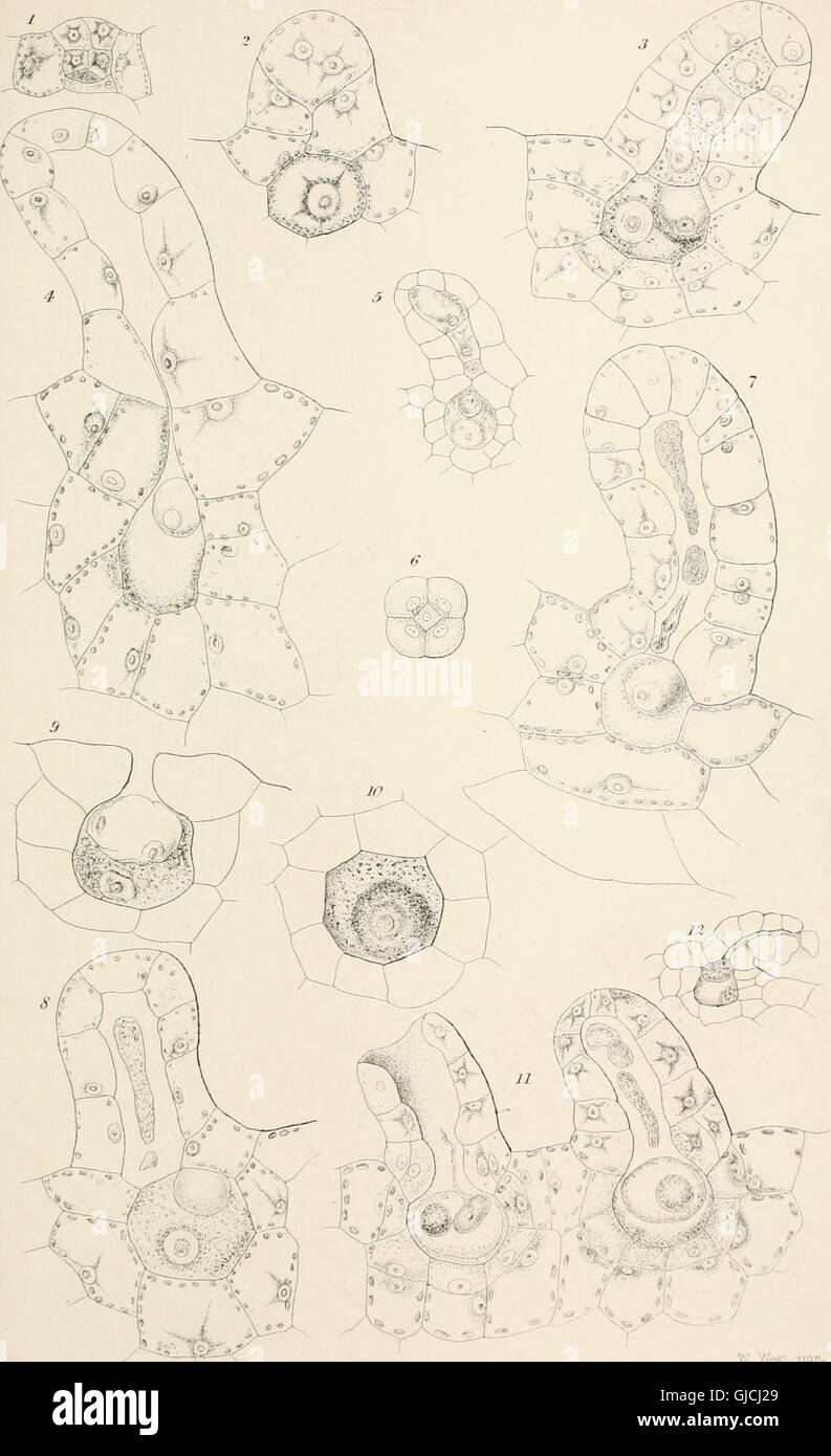 Trees reproductive processes hi-res stock photography and images - Alamy
