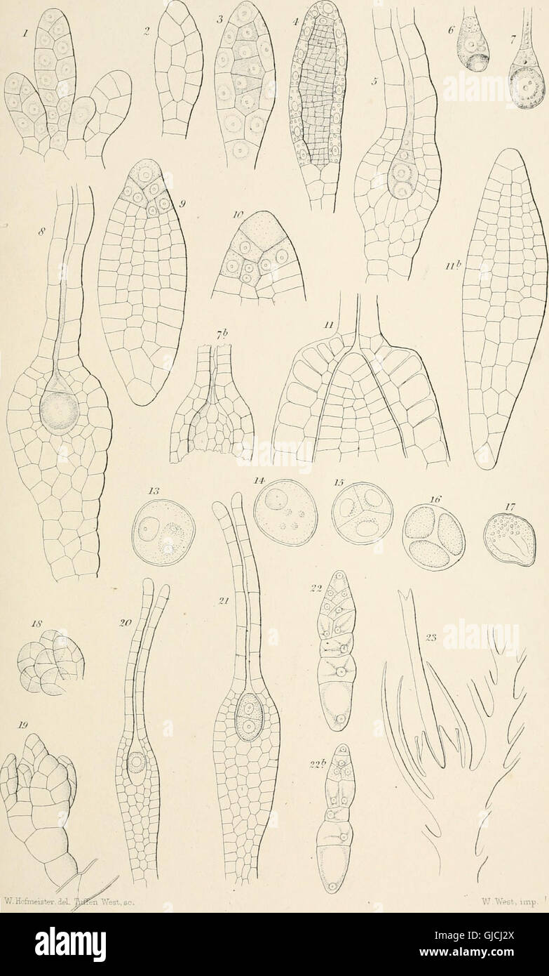 This work from 1862 studies the germination, development, and ...