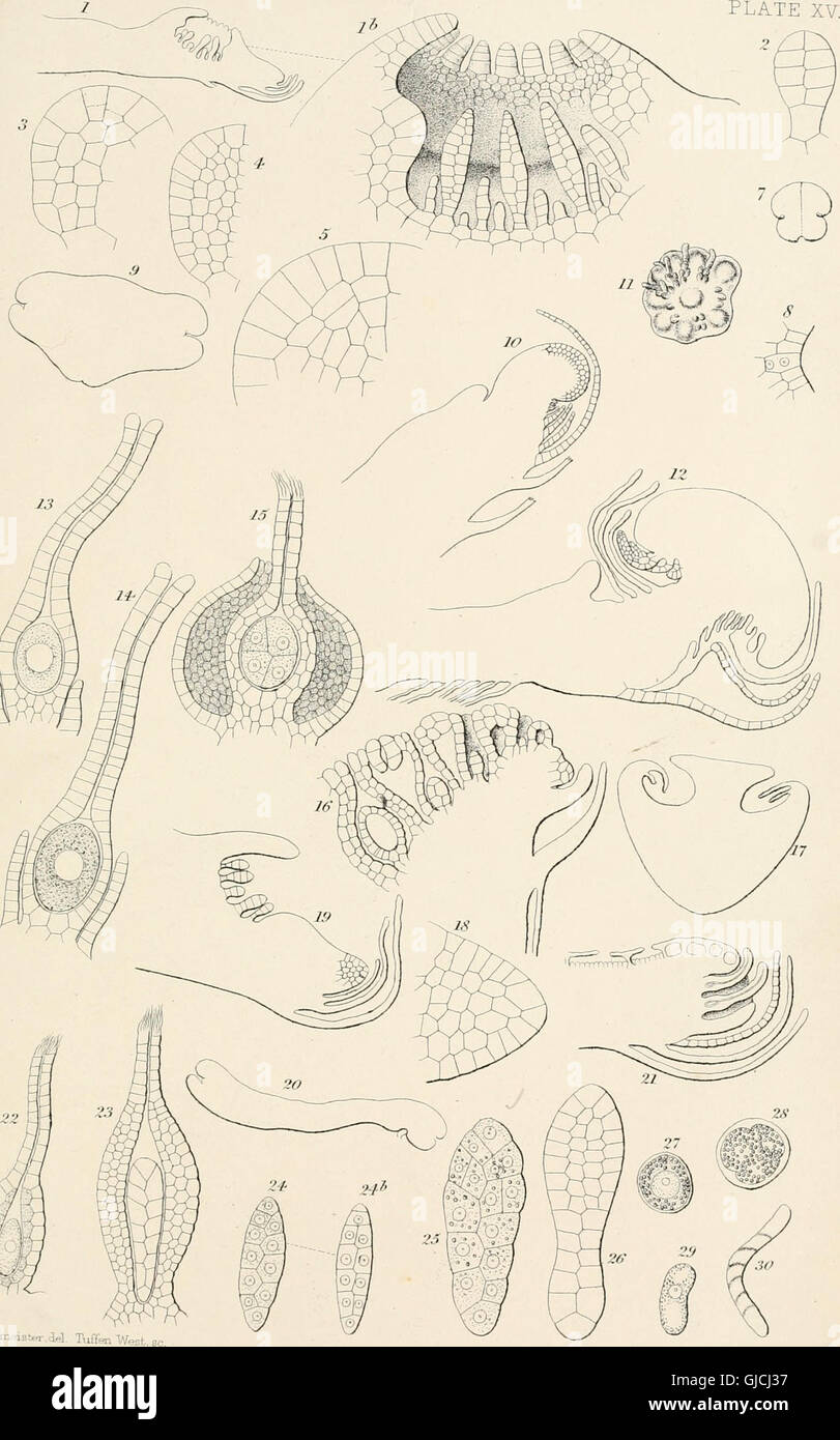 This 1862 work explores the germination, development, and ...