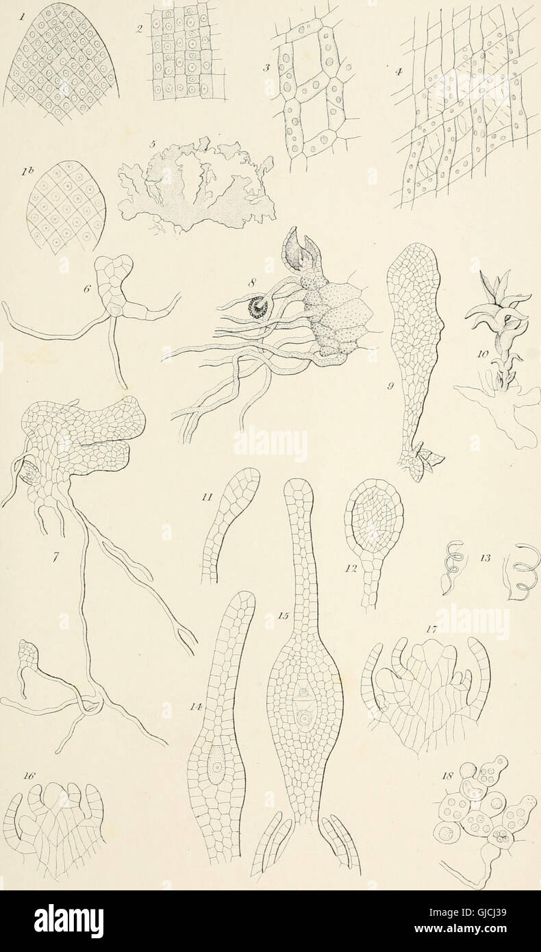 This 1862 work focuses on the germination, development, and ...