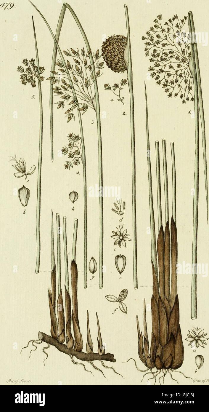 This 1812 work on Swedish botany details the flora of Sweden, focusing ...