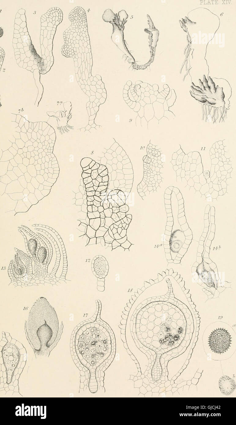 On the germination, development, and fructification of the higher ...