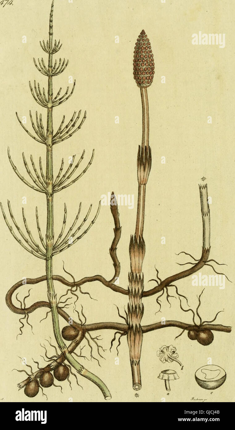 *Svensk Botanik* (1812) is a comprehensive work on Swedish botany ...