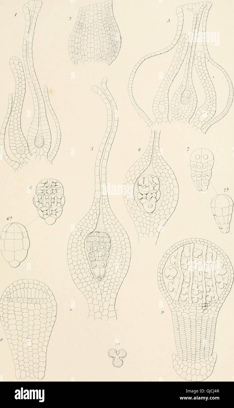 On the germination, development, and fructification of the higher ...