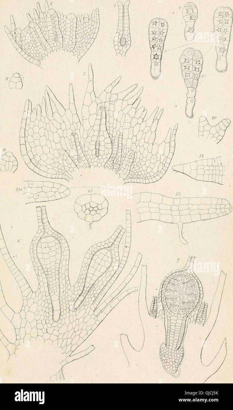 Cryptogamia hi-res stock photography and images - Alamy