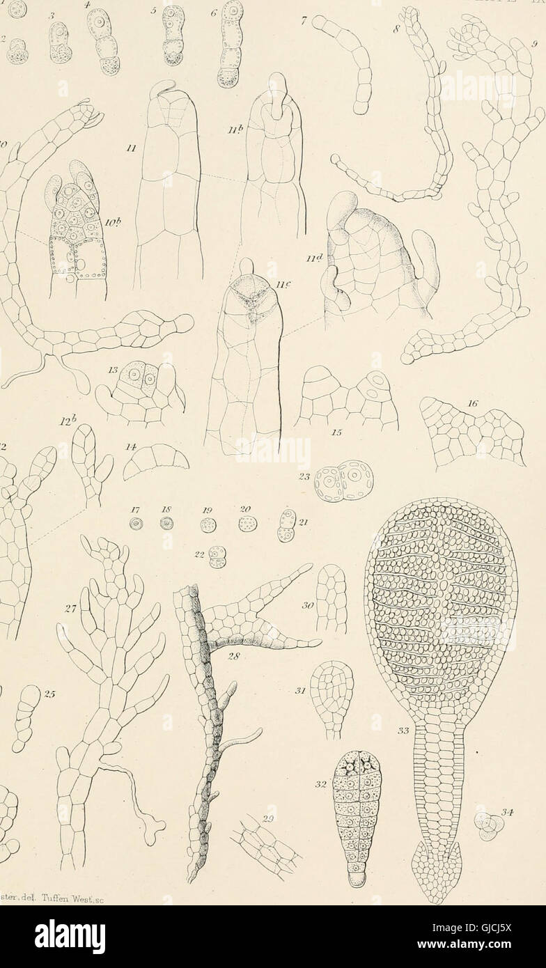 This 1862 work discusses the processes of germination, development, and ...