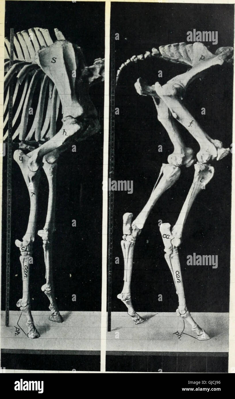 'The Horse and Its Relatives' (1912) examines the evolutionary history ...