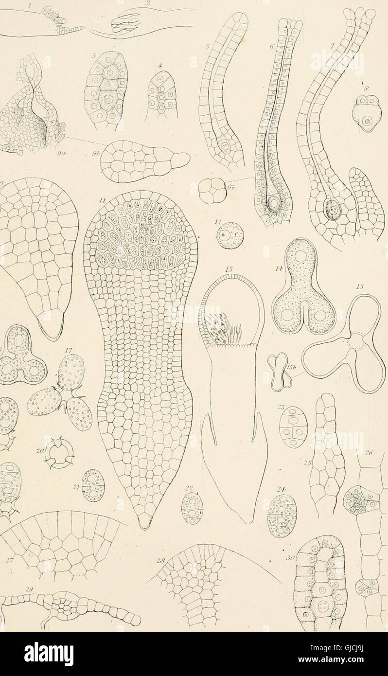 On the germination, development, and fructification of the higher ...