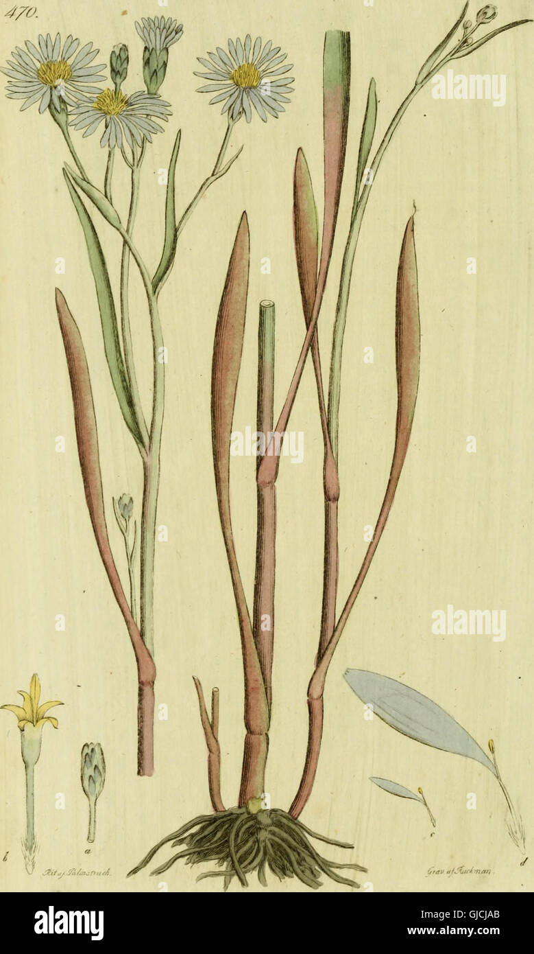 Published in 1812, 'Svensk botanik' is a Swedish botanical work that ...