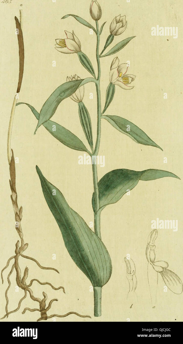 A 1812 work on Swedish botany, detailing the plant species native to ...