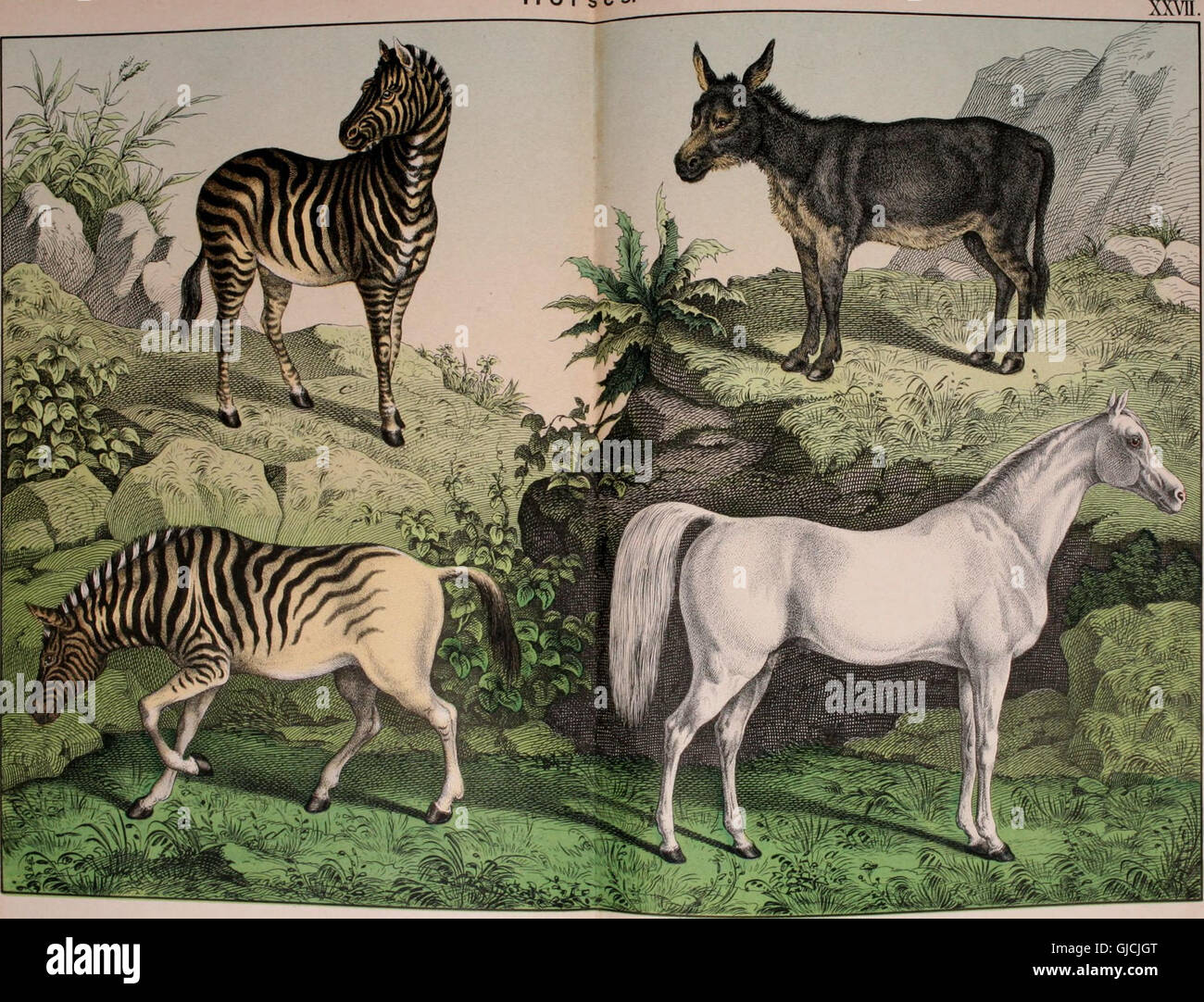 *Natural History of the Animal Kingdom for the Use of Young People* is ...