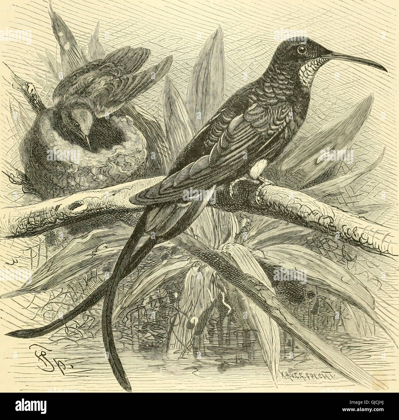 The Royal Natural History (1893) is a comprehensive study of animal and ...