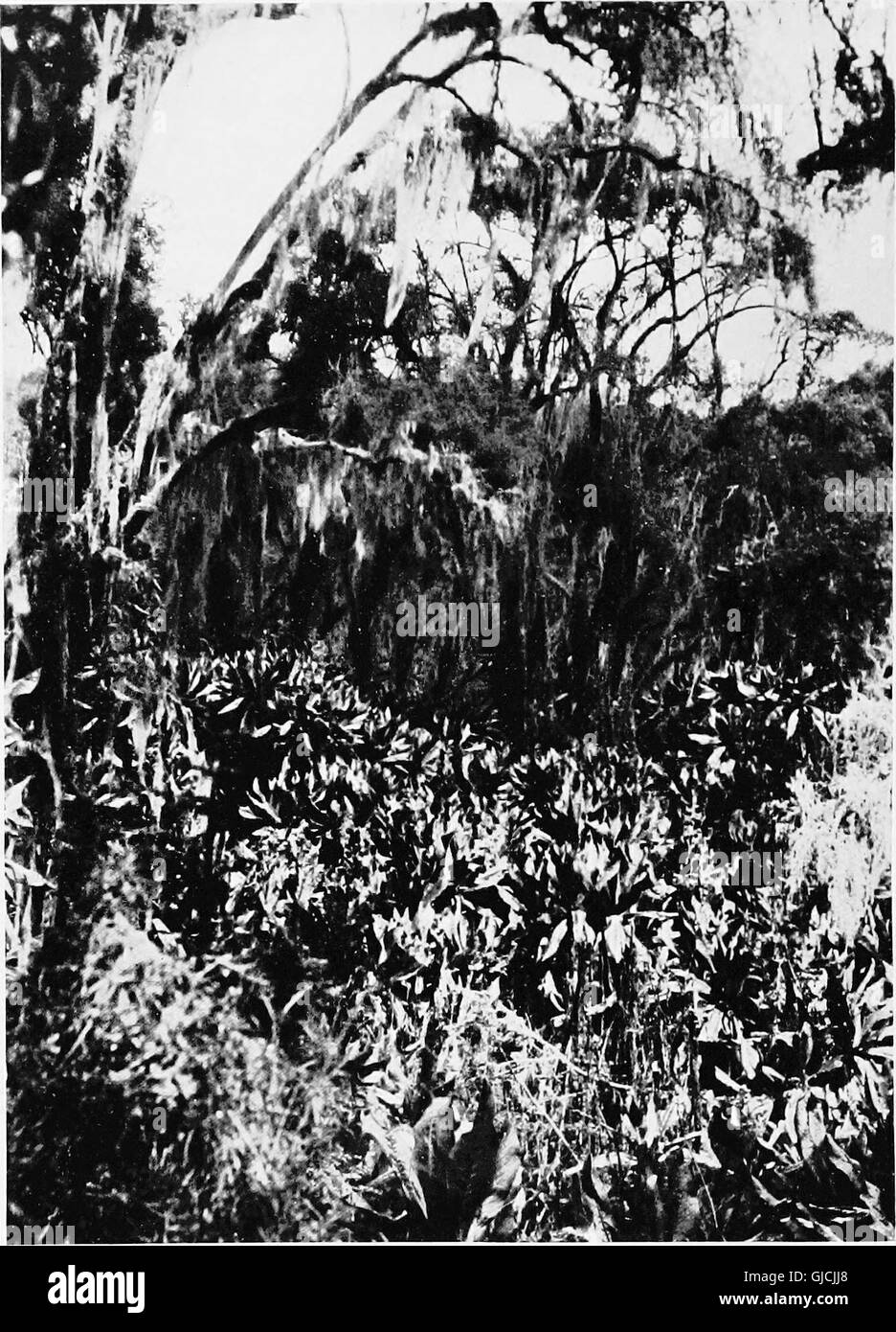 *The Wonderland of the Eastern Congo* (1922) explores the unique ...