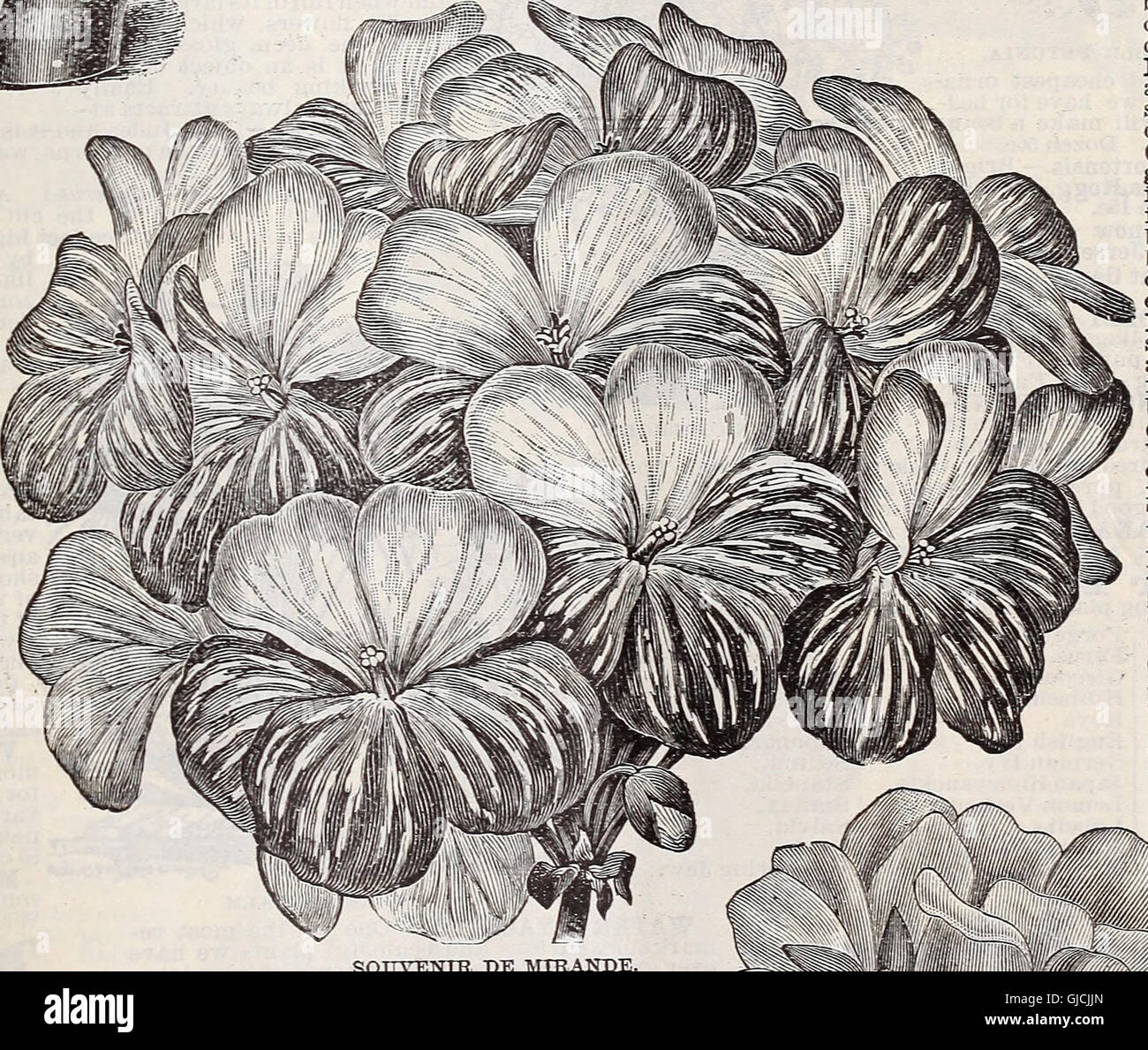 The '29th Annual Catalogue' (1899) presents a record of items ...