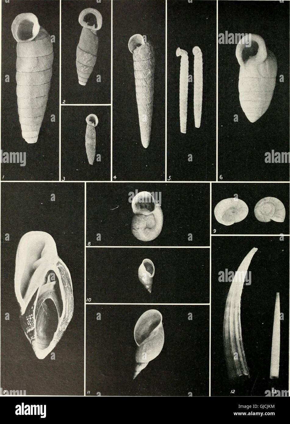 The shell book (1908 Stock Photo - Alamy
