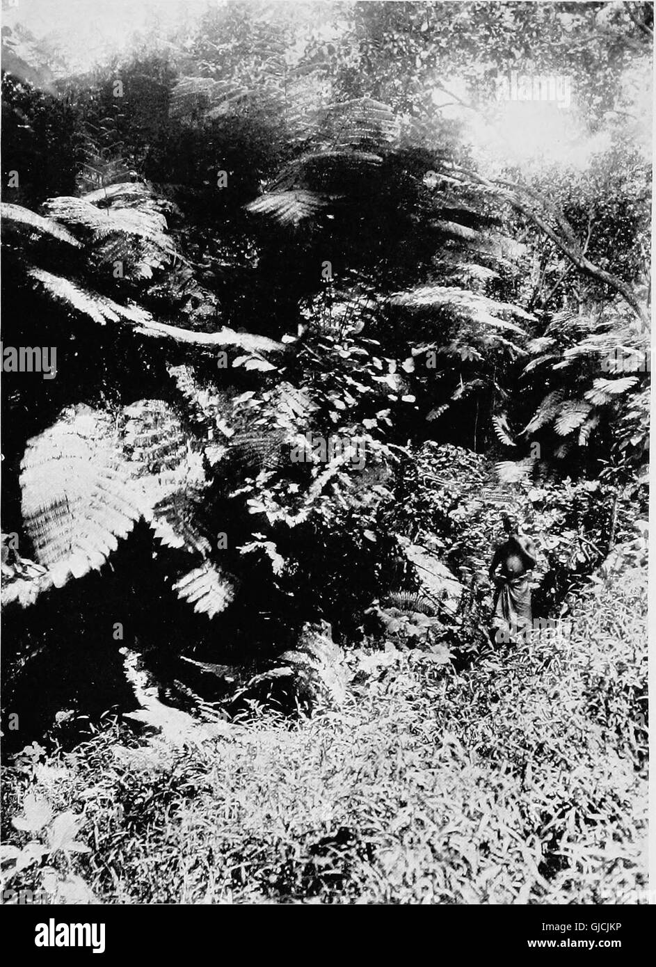 *The Wonderland of the Eastern Congo* (1922) explores the diverse ...