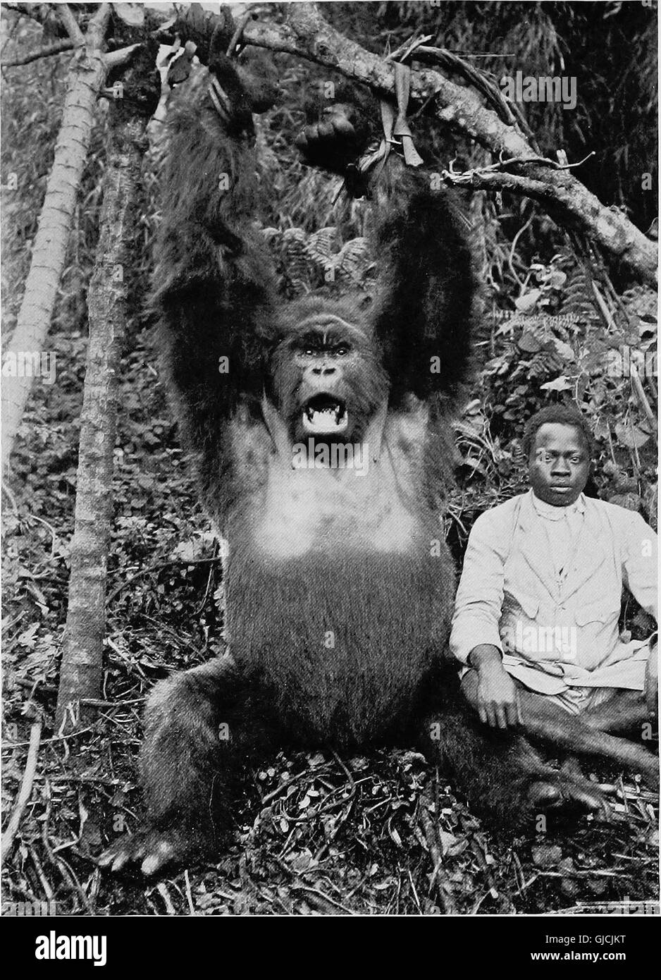 This 1922 exploration of the Eastern Congo reveals its unique wildlife ...