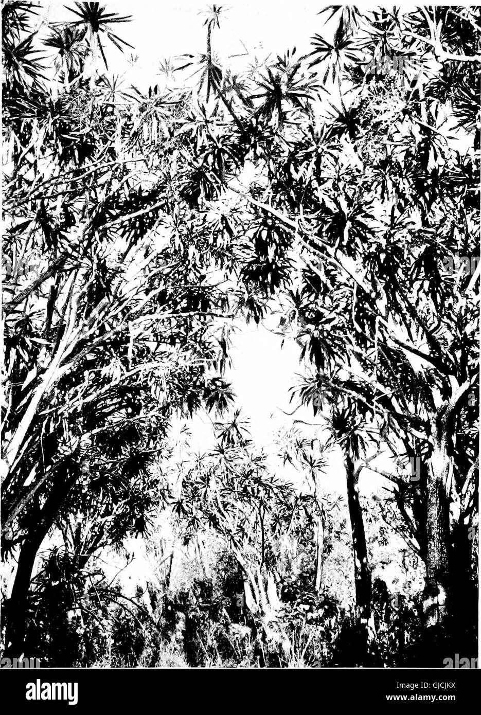 This 1922 account explores the Eastern Congo's natural wonders ...