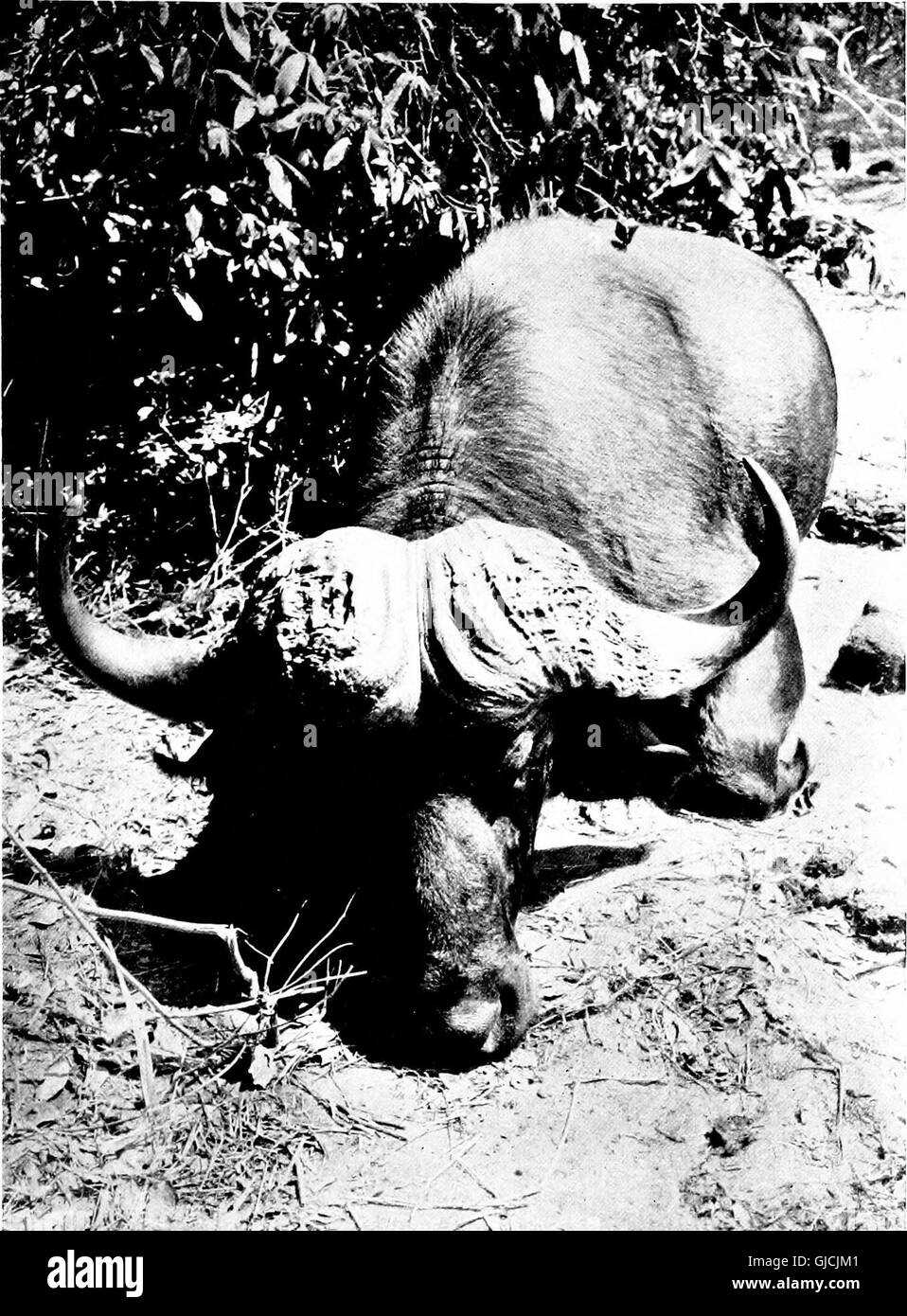 This 1922 work describes the unique environment of the Eastern Congo ...