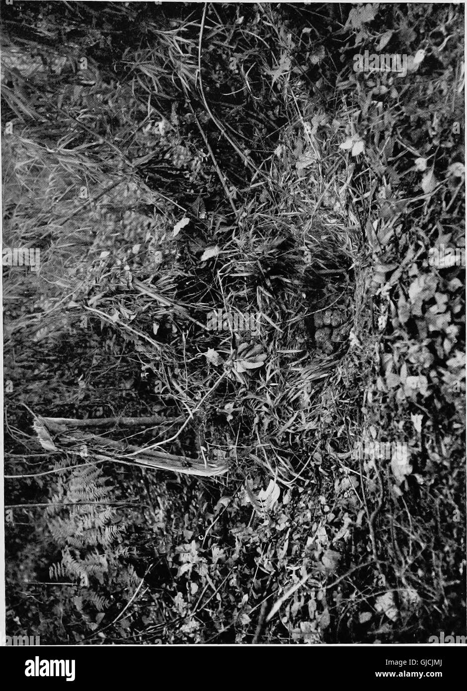 'The Wonderland of the Eastern Congo' (1922) explores the unique ...