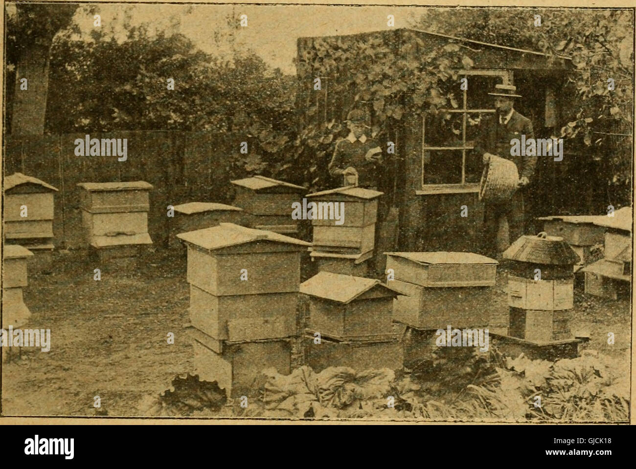 The *British Bee Journal and Bee-Keepers Adviser* (1900) provides ...