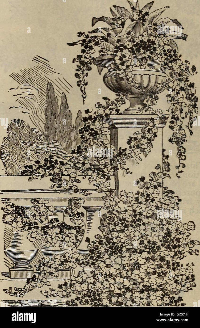 Spring 1899 is a publication capturing events, cultural trends, and ...