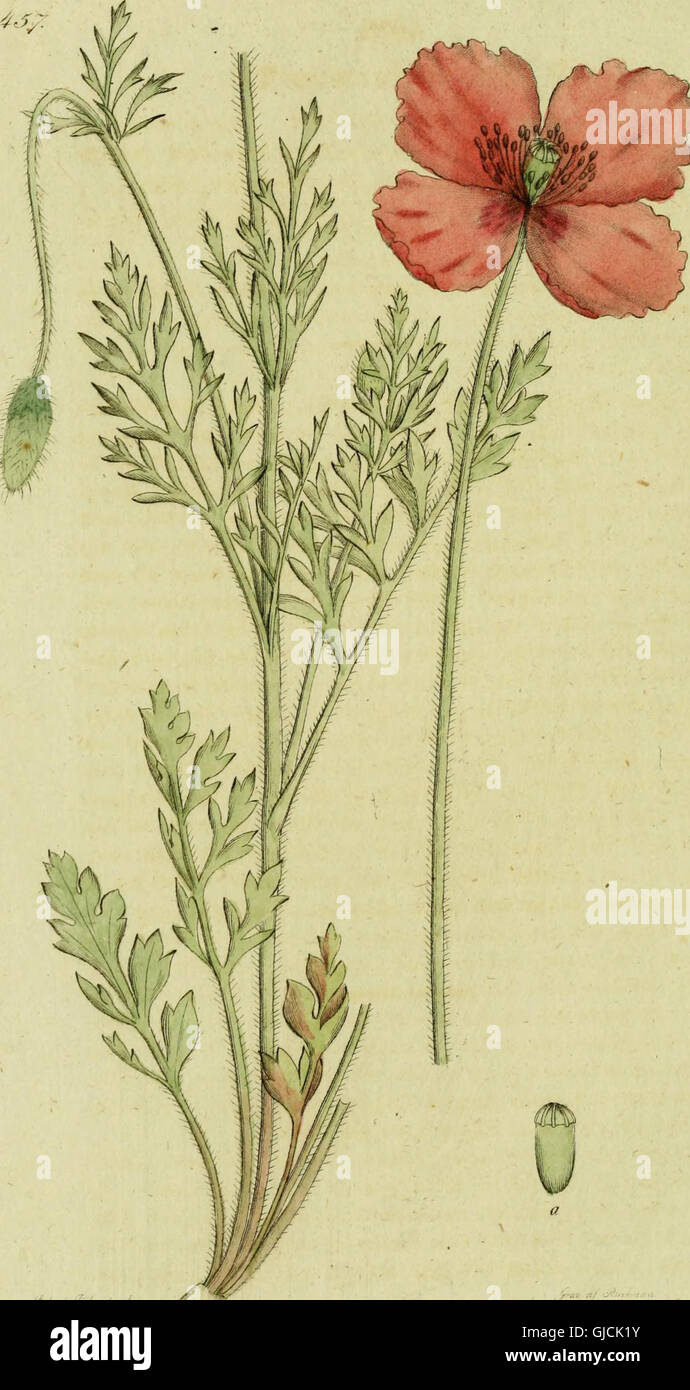 This 1812 publication, Svensk Botanik, focuses on Swedish botany ...