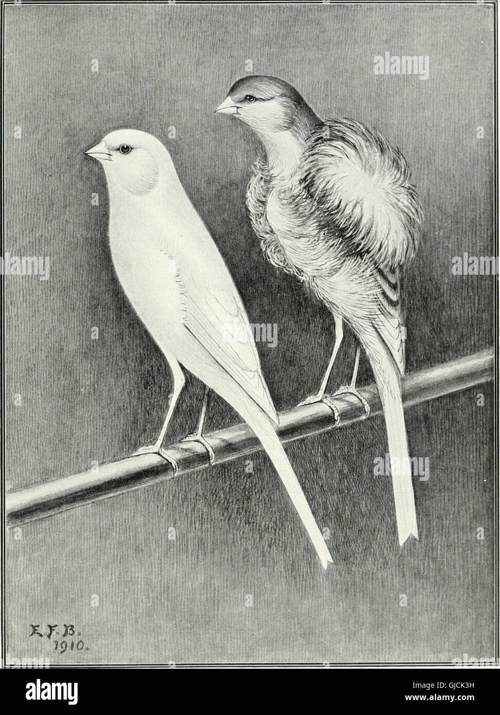 This 1926 guide explores the care, breeding, and types of canaries ...