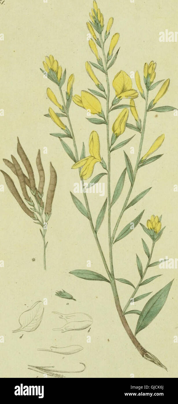 An illustration from 'Svensk Botanik' (1812), depicting native Swedish ...