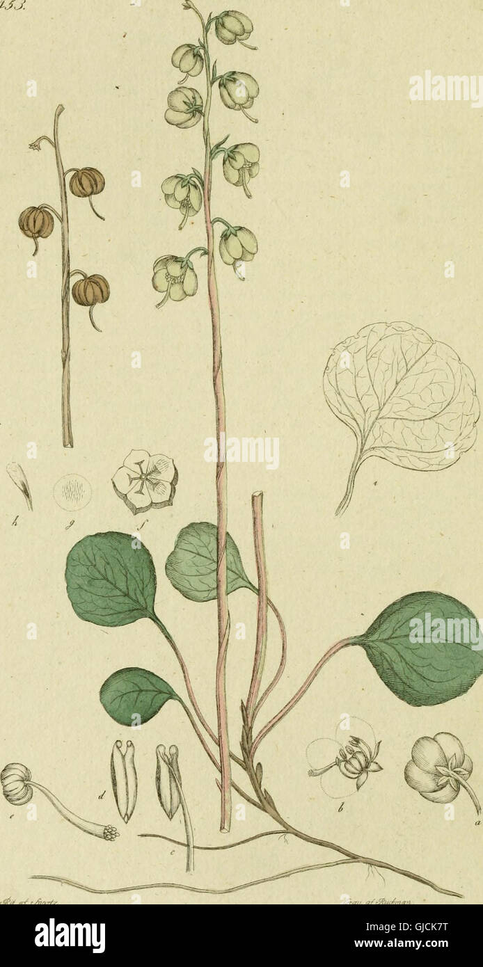 *Svensk Botanik* (1812) is a botanical text from Sweden, documenting ...