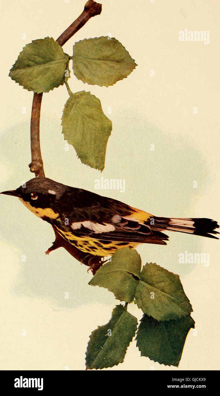 A comprehensive 1903 guide to the 320 bird species native to Ohio ...