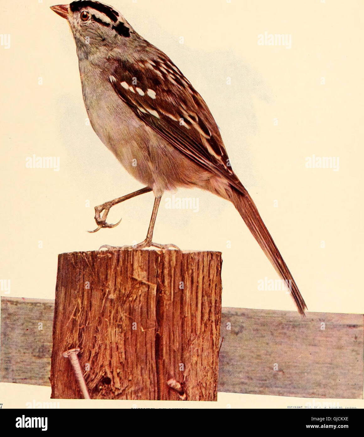 This work provides a comprehensive guide to 320 bird species in Ohio ...