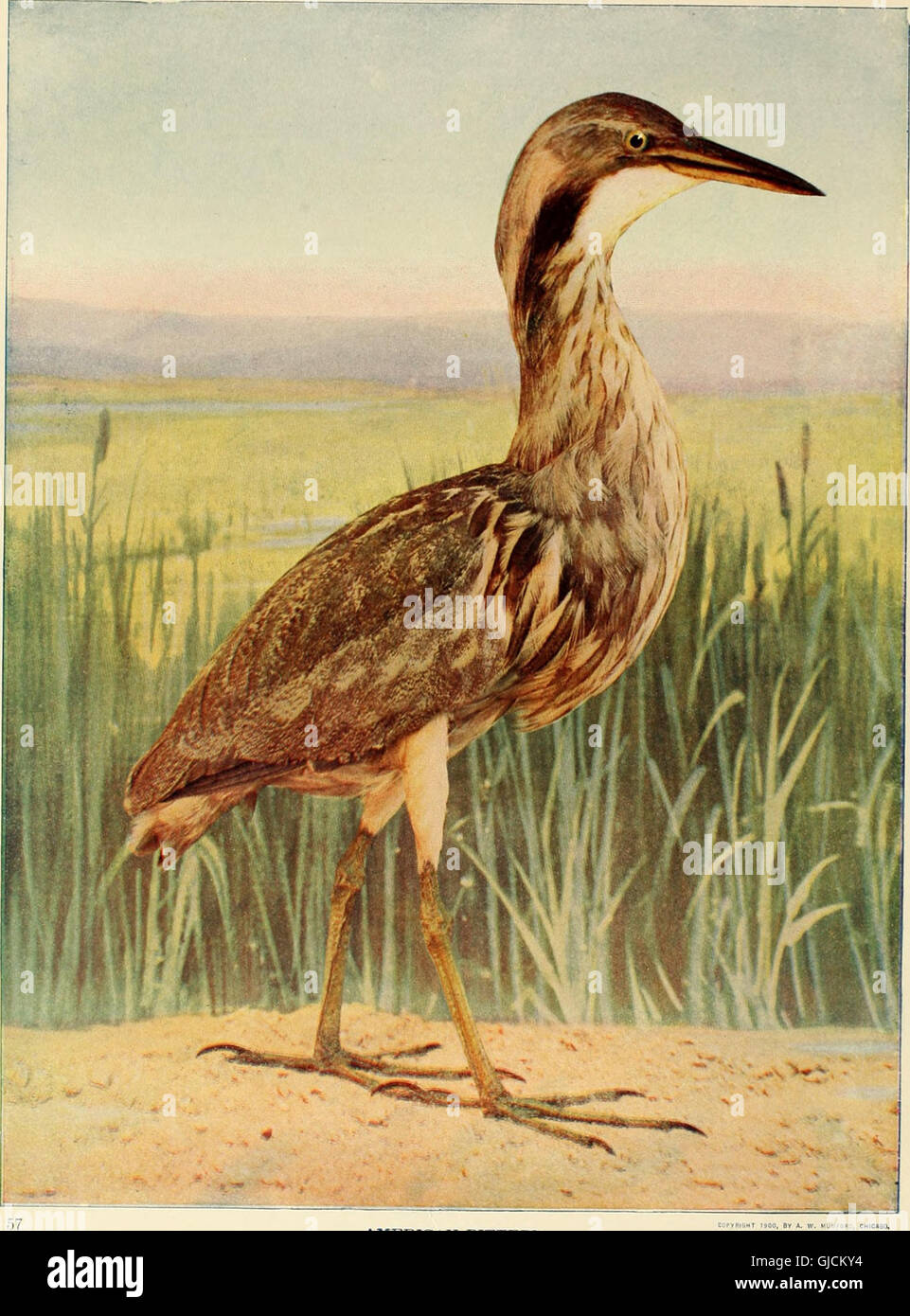 'The Birds of Ohio' (1903) offers a comprehensive guide to the 320 bird ...