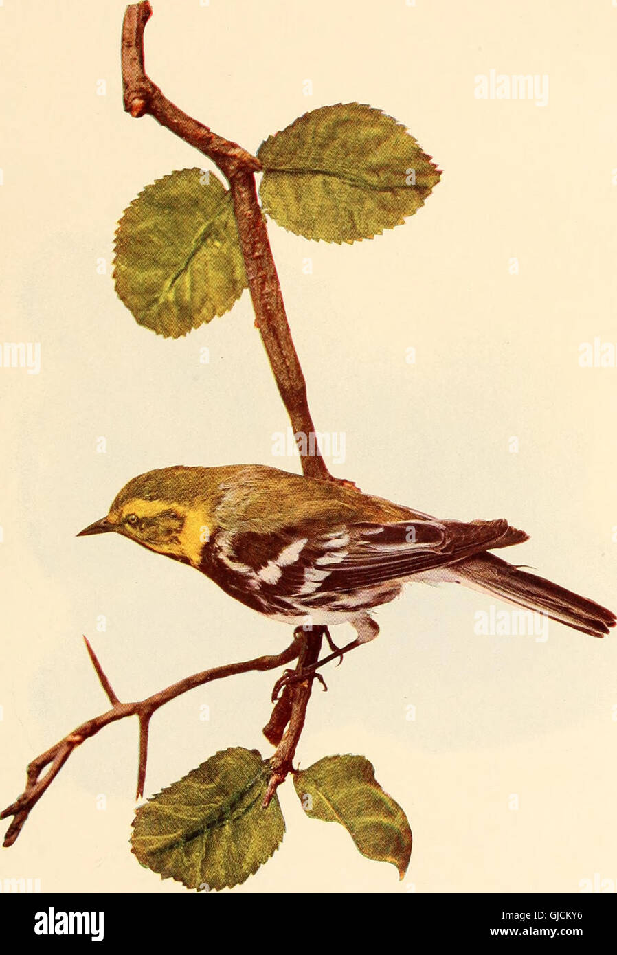 'The Birds of Ohio' (1903) provides a comprehensive guide to the 320 ...