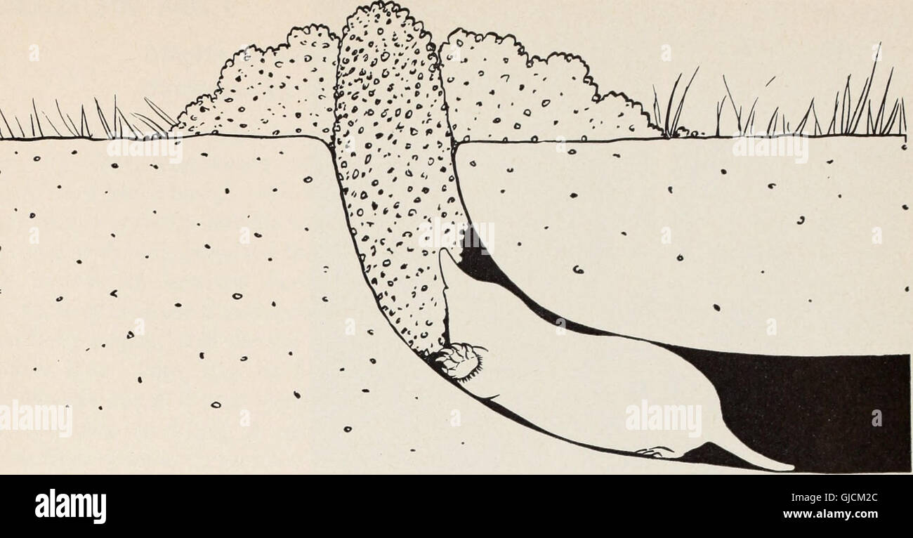 Control of field rodents in California (1949 Stock Photo - Alamy