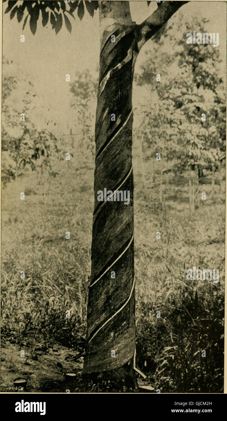 This 1906 work focuses on *Hevea brasiliensis*, the rubber tree ...