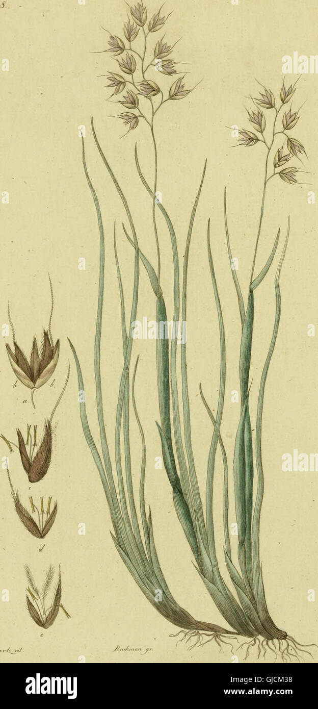 *Svensk botanik* (Swedish Botany) is a botanical work from 1812 ...