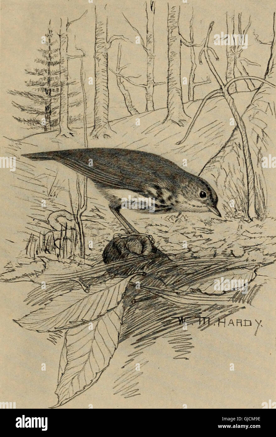 'Through the Year with Birds and Poets' (1900) is a collection of poems ...