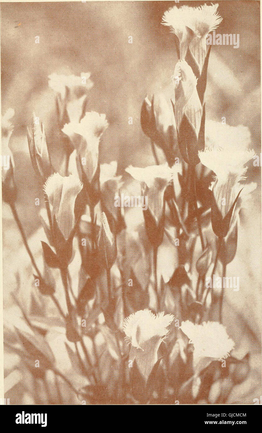 This 1915 collection of poems explores themes of rural life and seaside ...