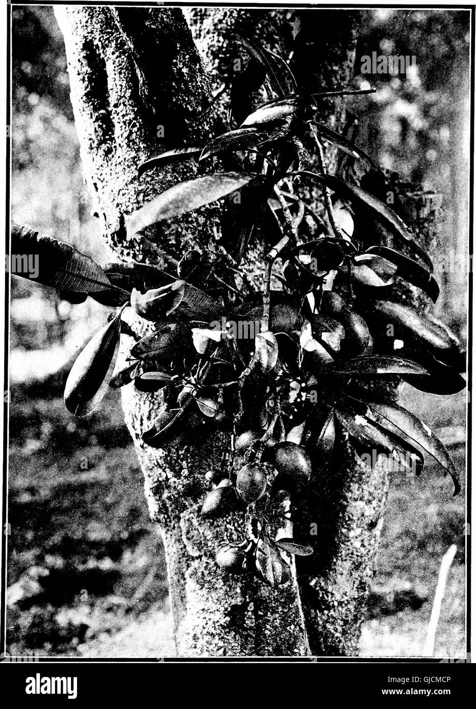 Native hawaiian species Black and White Stock Photos & Images - Alamy