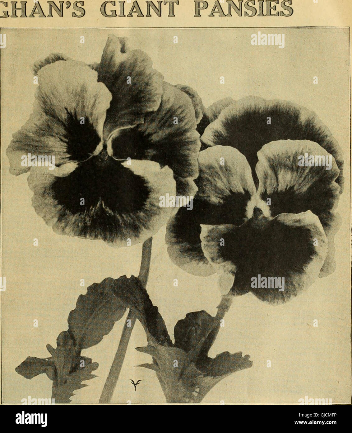 This 1921 manual serves as a practical guide for florists, offering ...
