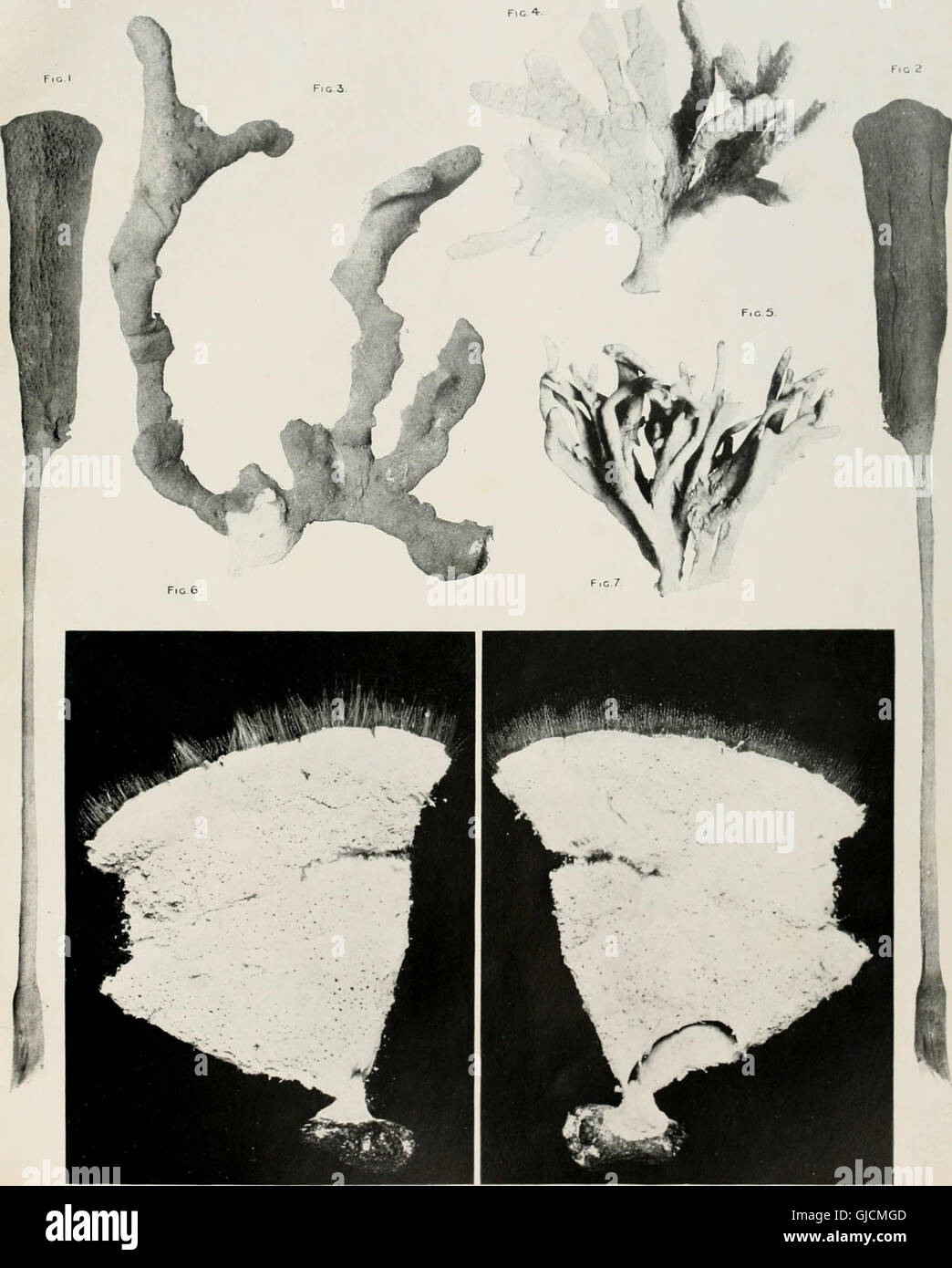 This 1920 report details the scientific discoveries from the expedition ...