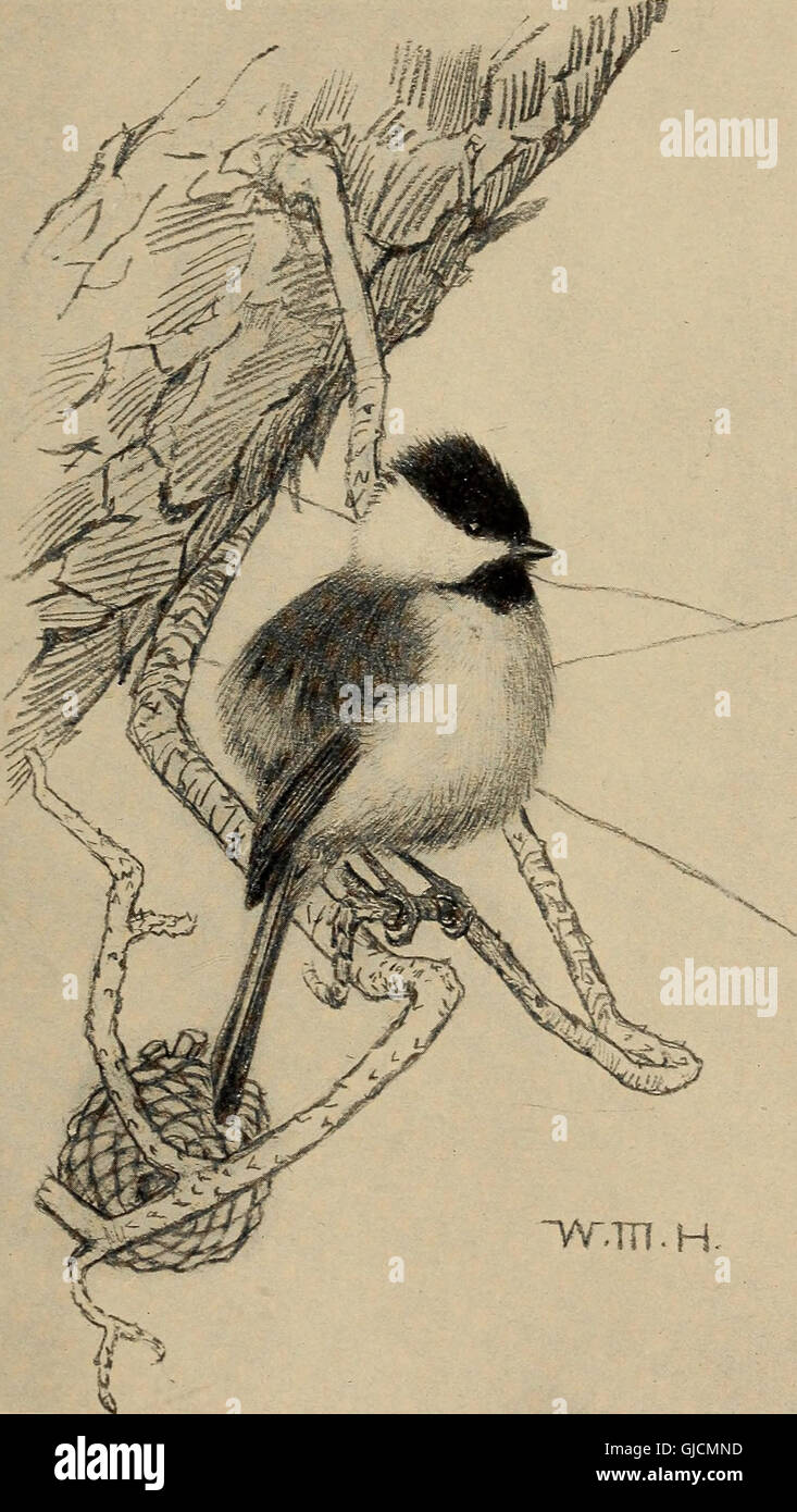 A 1900 publication combining poetry and birdwatching, offering poems ...
