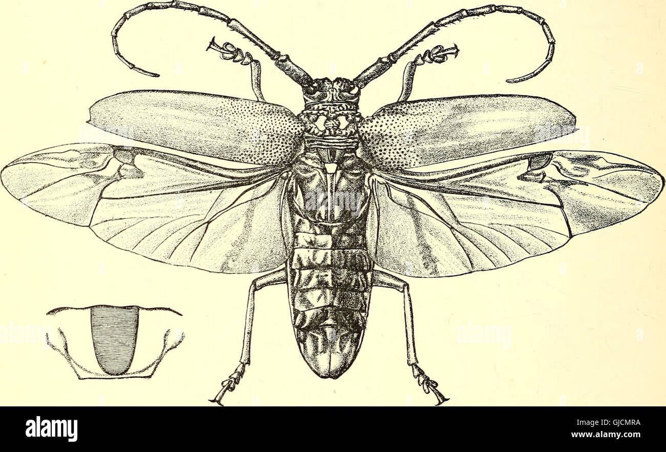 This 1912 work provides a comprehensive overview of Coleoptera, with ...